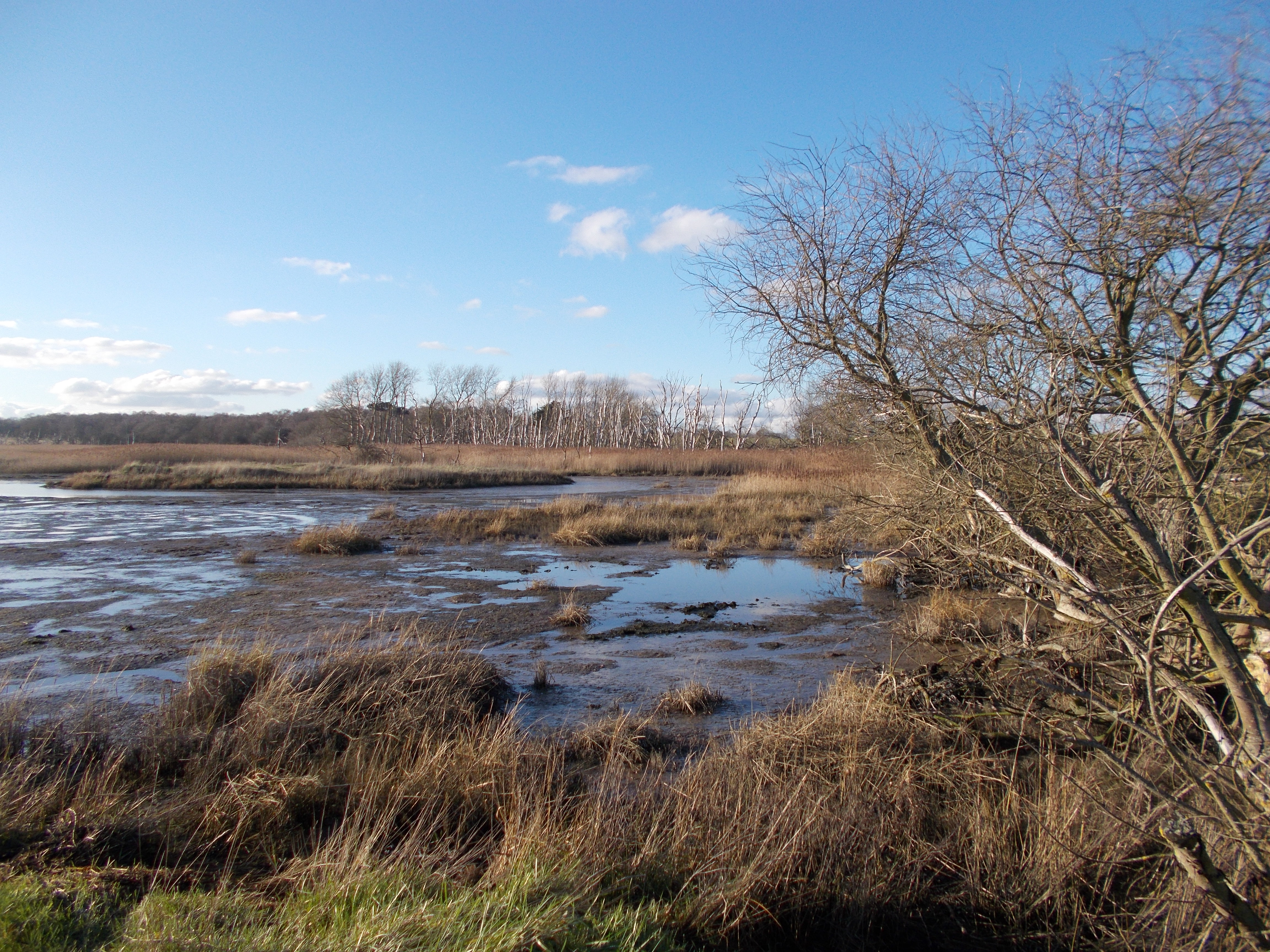 Landscapes of marshes and estuary – alteredcoast