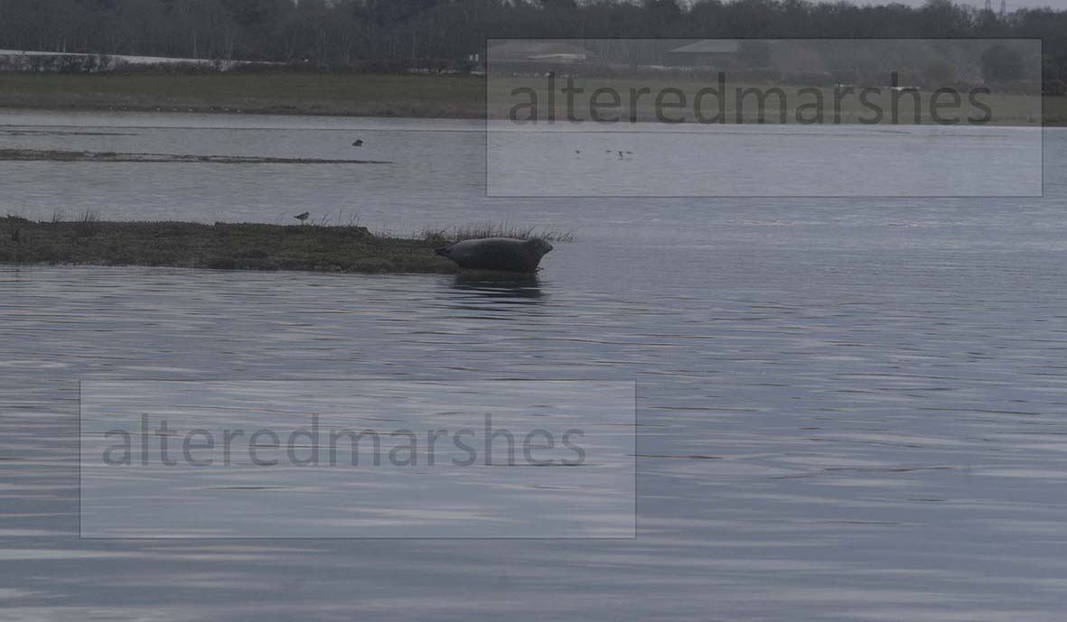 Iken Cliff – alteredcoast